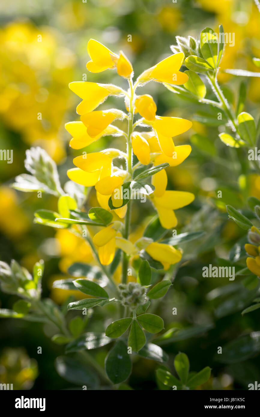 Genista porlock hi-res stock photography and images - Alamy