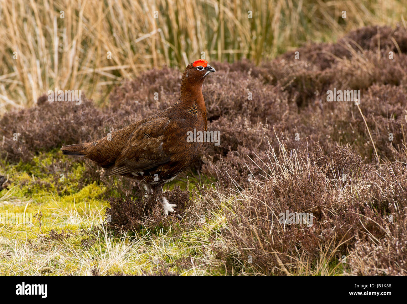 Red Grouse, lagopus lagopus, on heather moorland in early spring, North ...