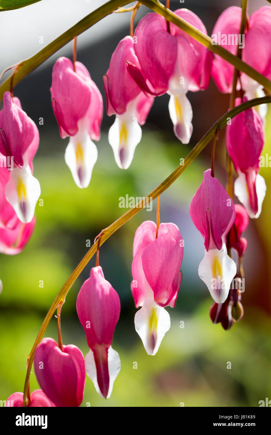 Dicentra spectabilis, Bleeding Heart Stock Photo - Alamy