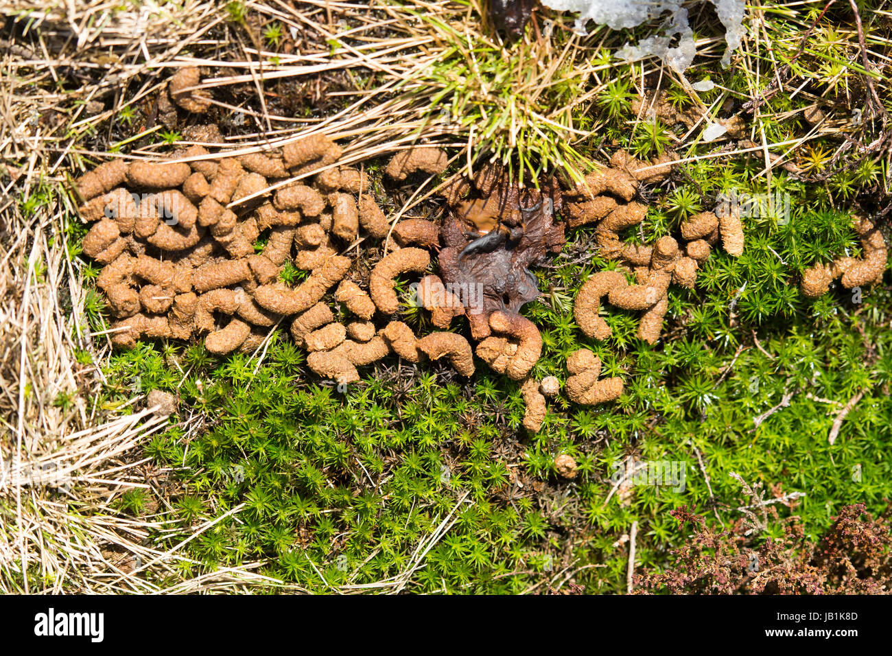 Animal droppings uk hi-res stock photography and images - Alamy