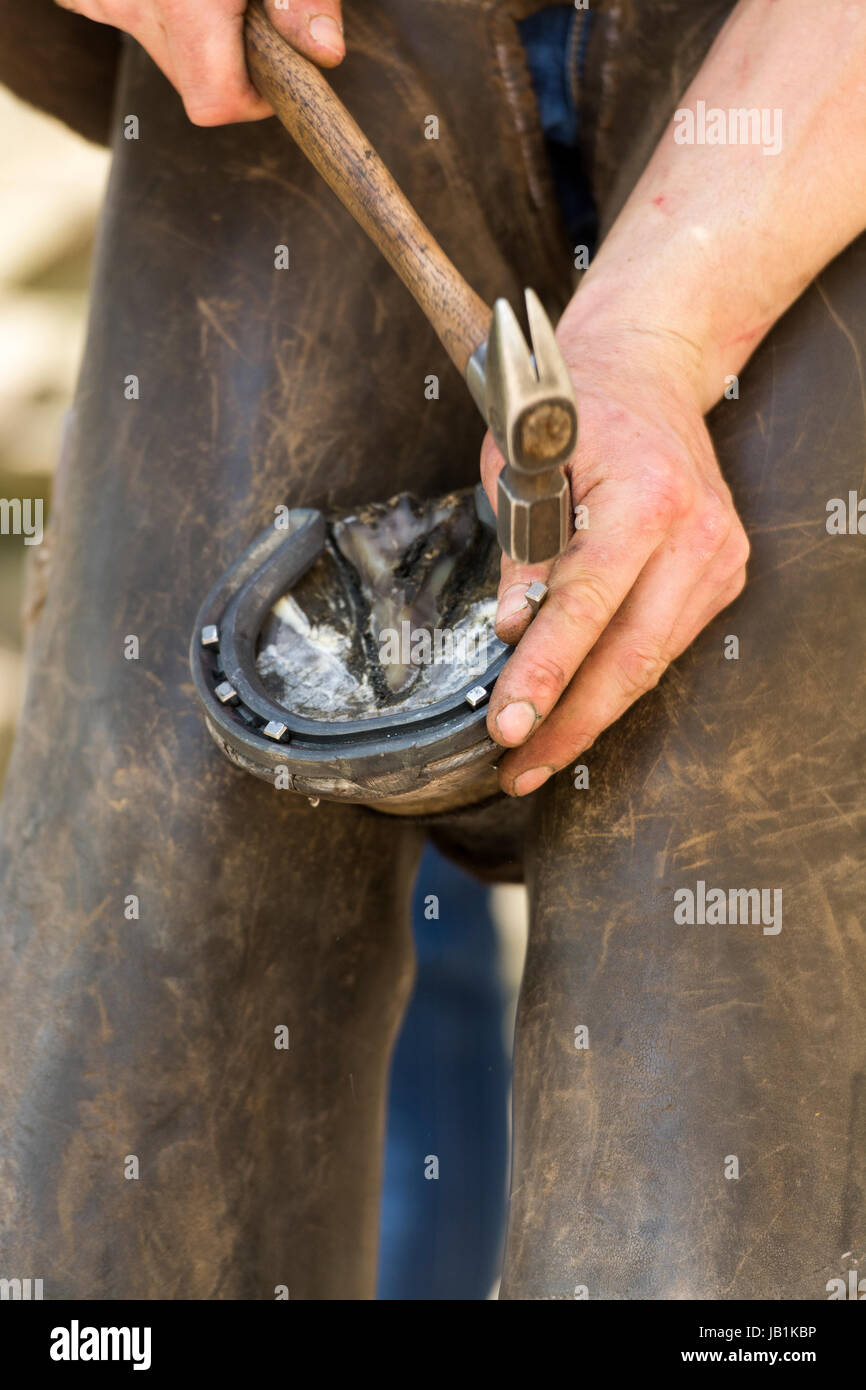 Farrier shoeing horse hi-res stock photography and images - Alamy