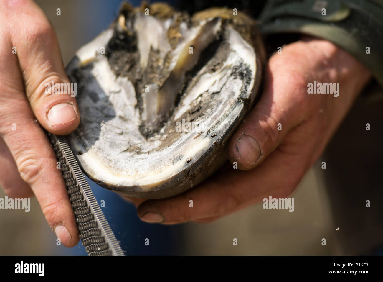 Farrier shoeing horse hi-res stock photography and images - Alamy