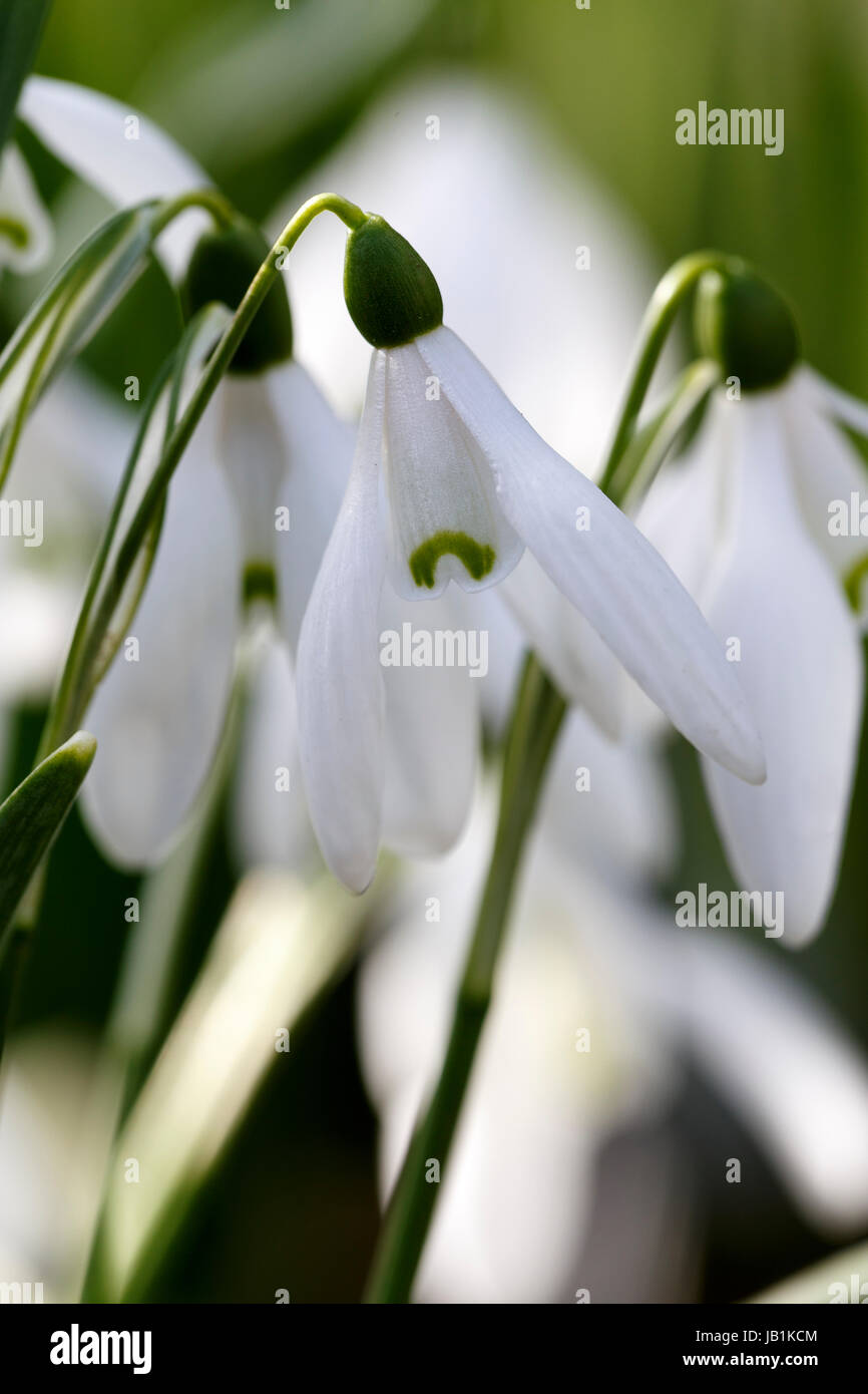 Straffan hi-res stock photography and images - Alamy