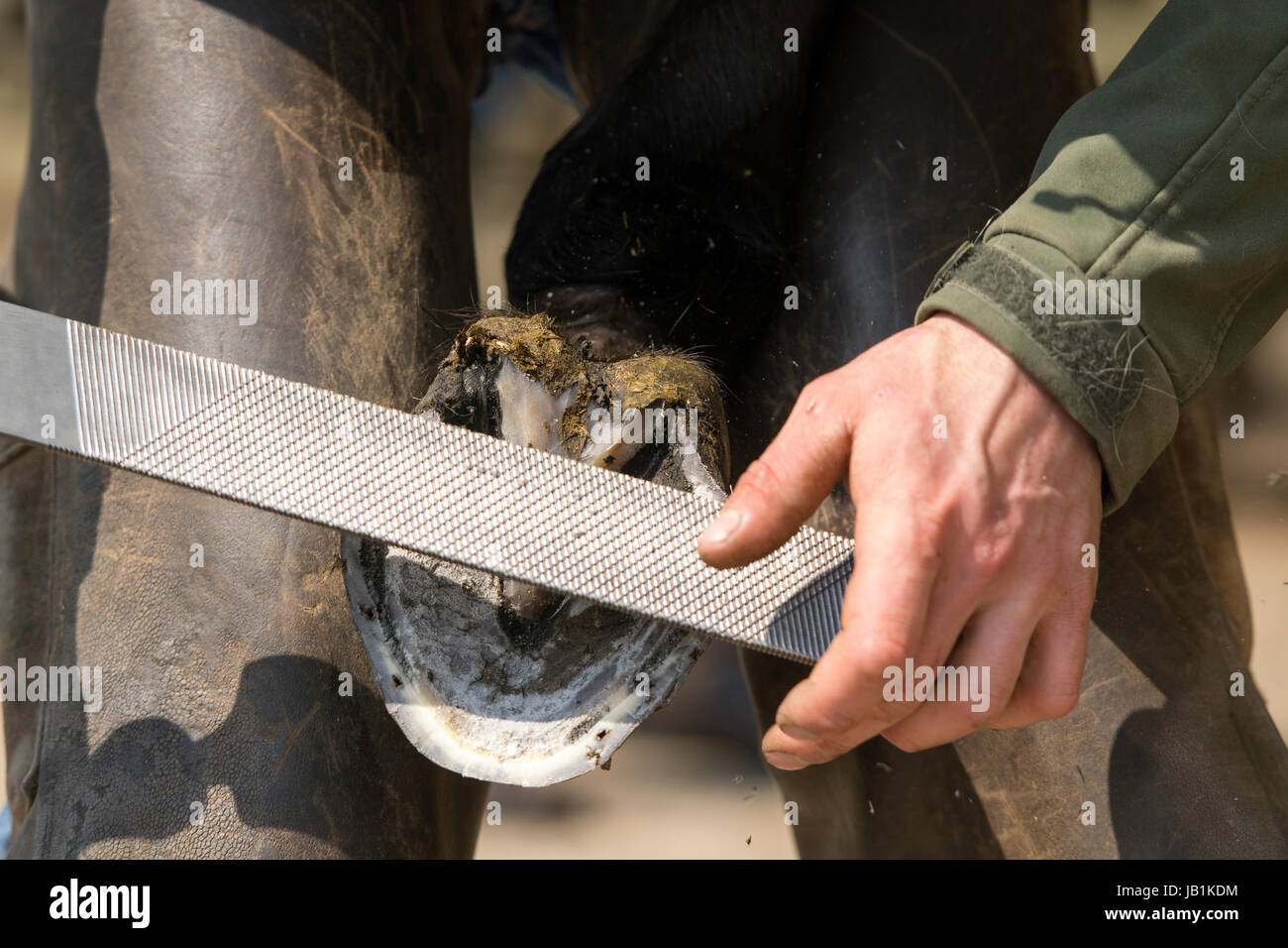Farrier shoeing horse hi-res stock photography and images - Alamy