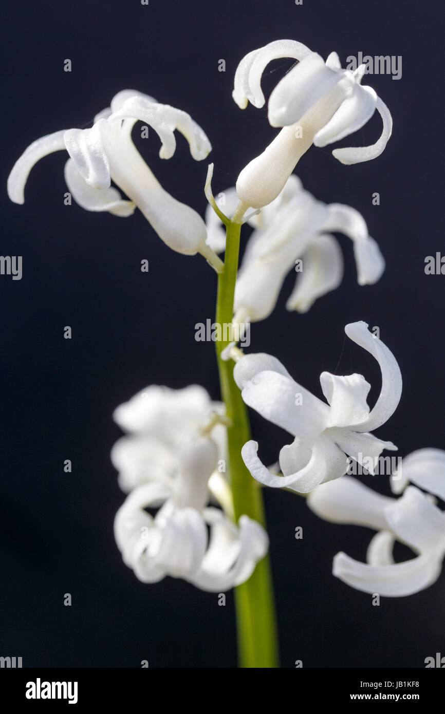 Hyacinthus 'Roman White' Stock Photo - Alamy