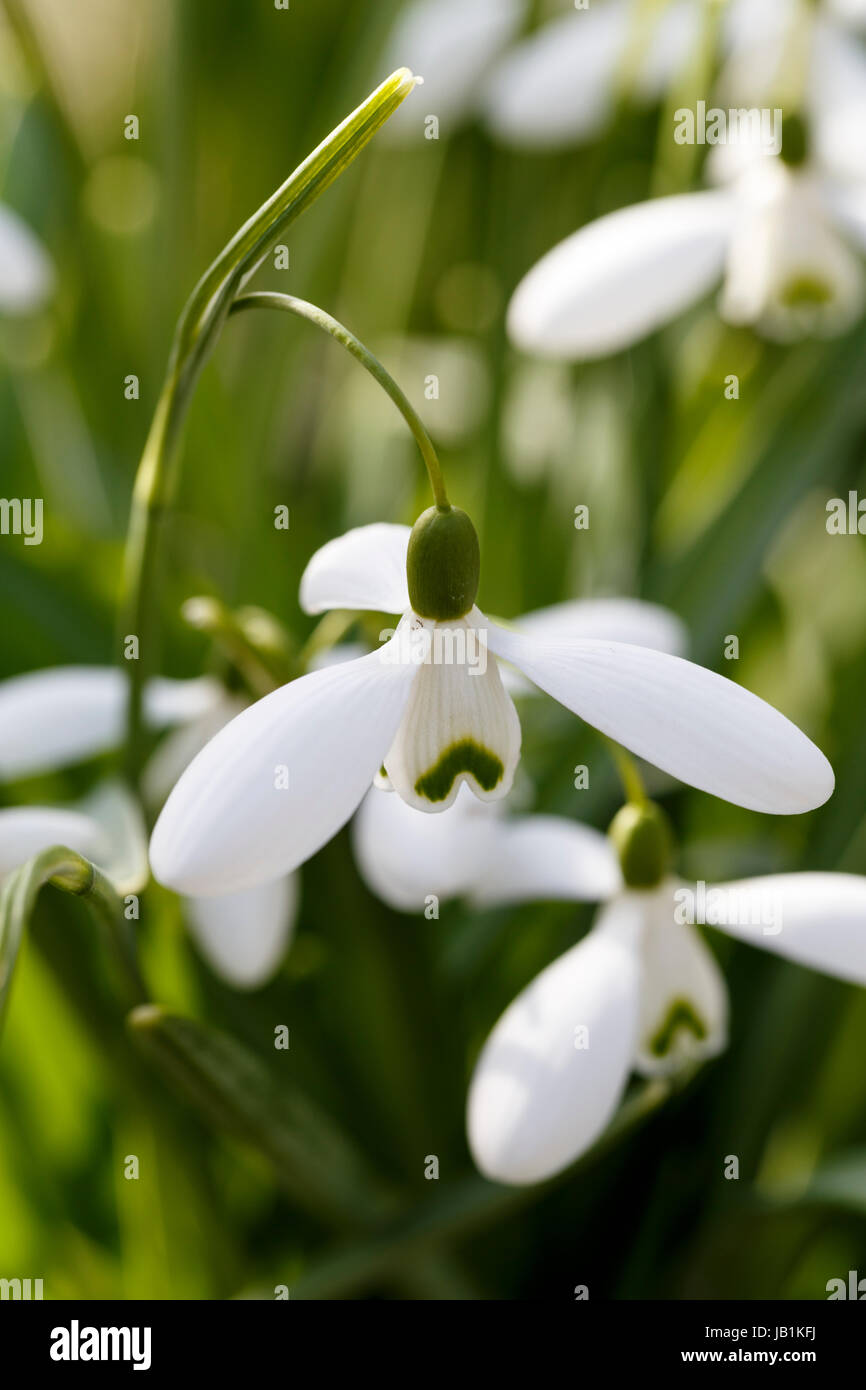 Magnet Galanthus High Resolution Stock Photography and Images - Alamy