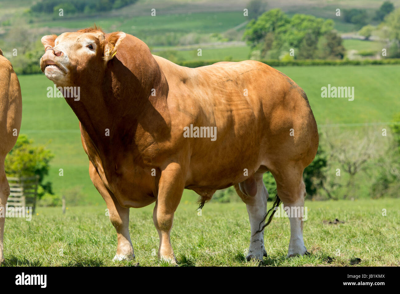 Limousin bull in pasture with herd of pedigree cattle. Lancashire, UK ...