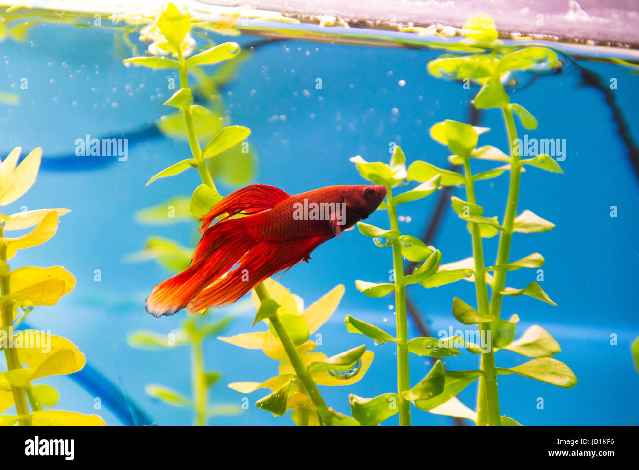 Photo of cockerel fish in blue water Stock Photo - Alamy