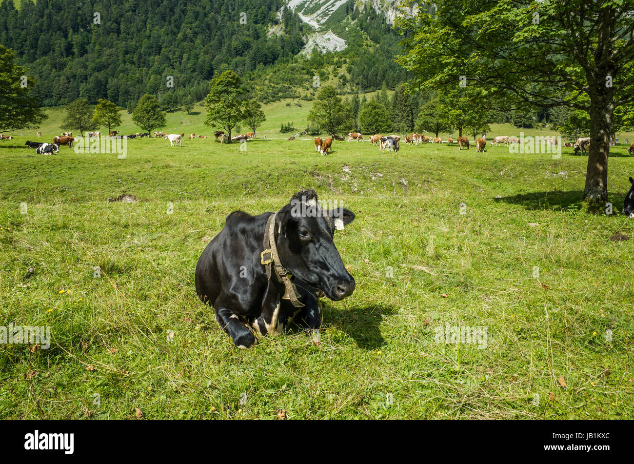 Black cow in Alpenpark Krwendel Stock Photo - Alamy