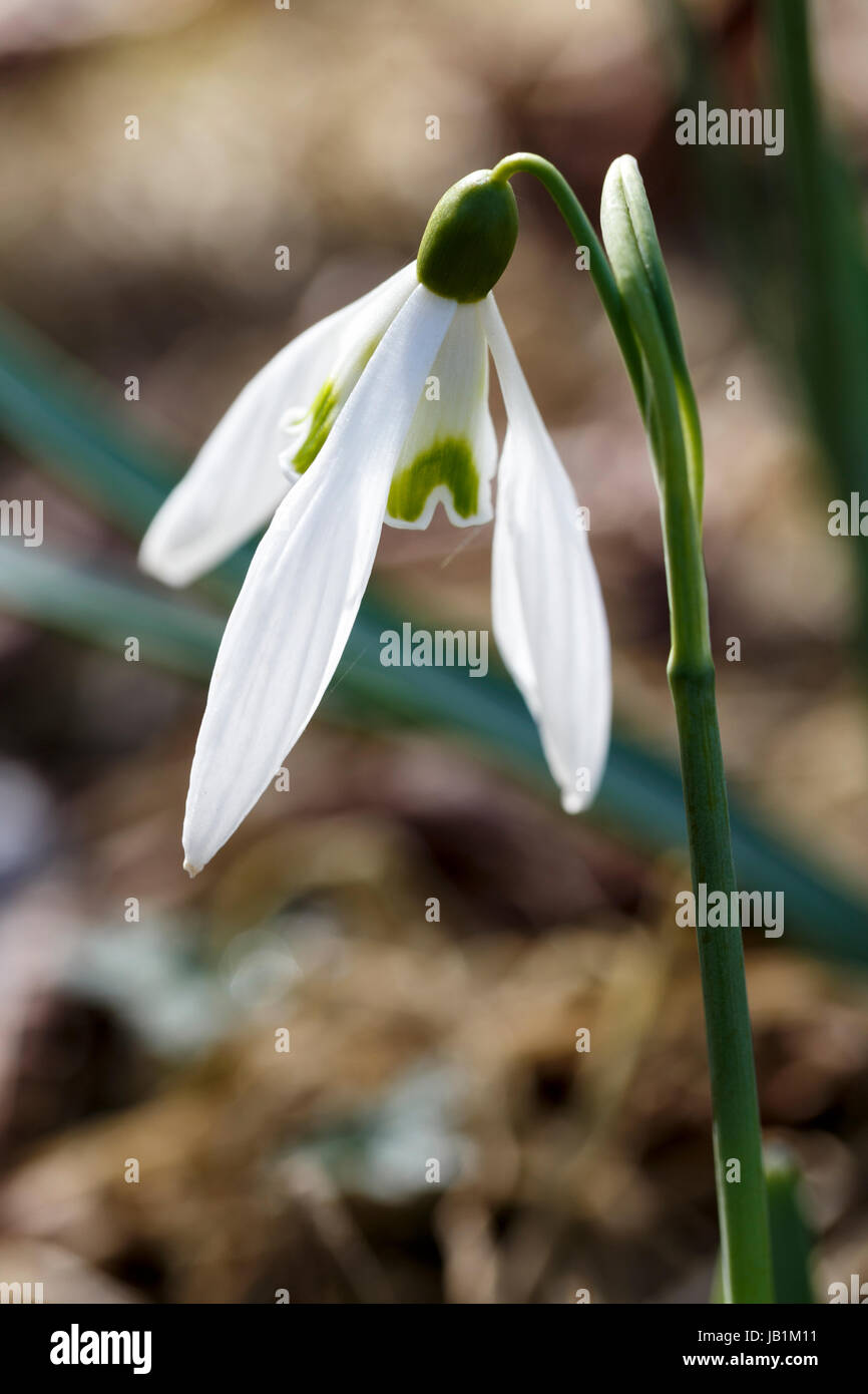 Imbolc hi-res stock photography and images - Alamy