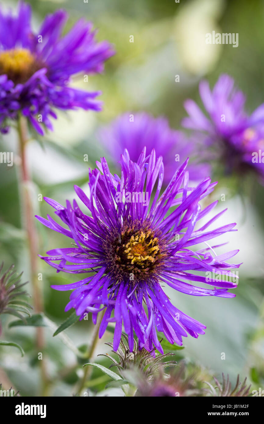 Symphyotrichum novi-angliae, Michelmas Daisy Stock Photo - Alamy