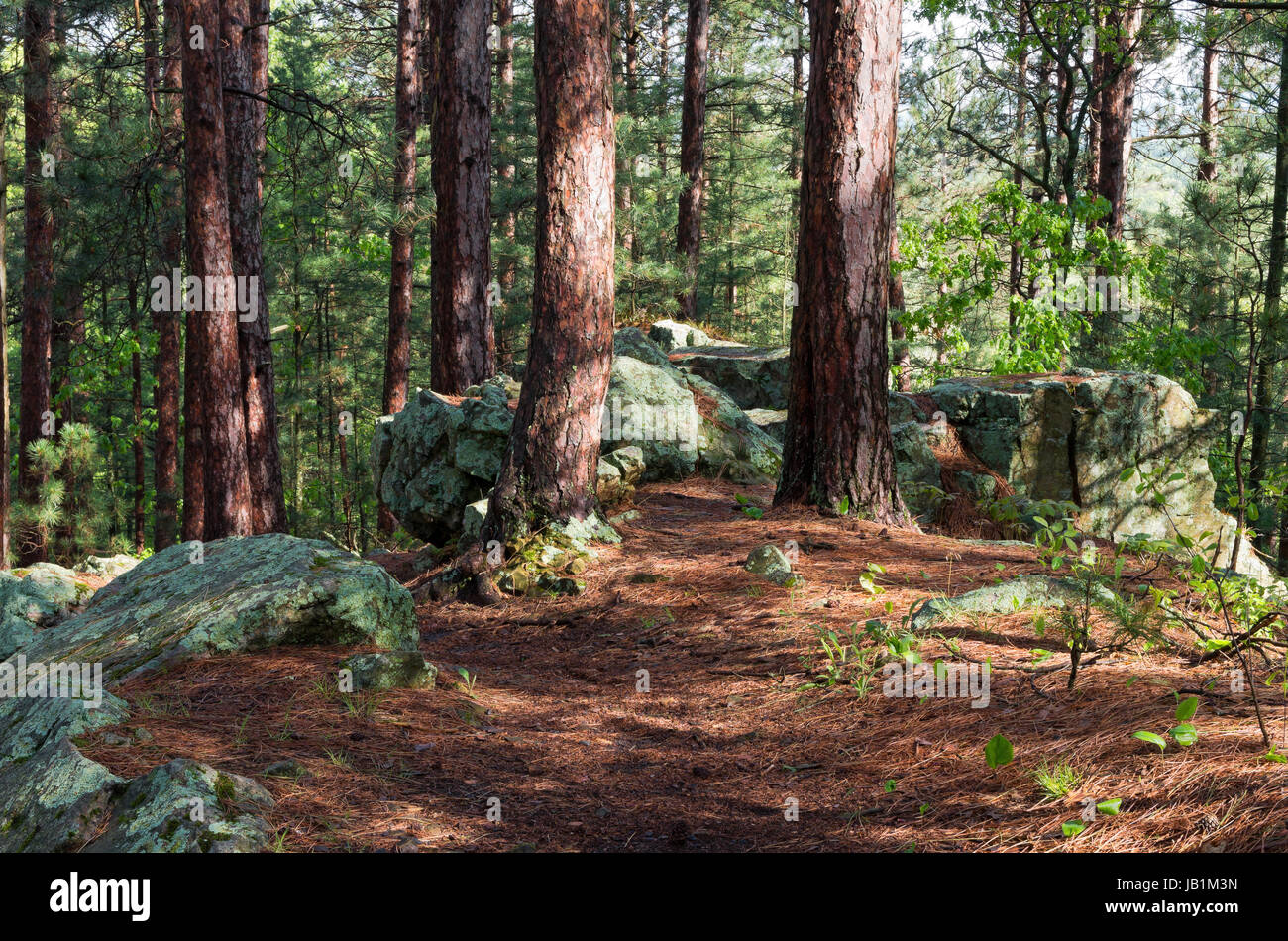 rock outcrop along woodland trail at castle mound pine forest in black ...