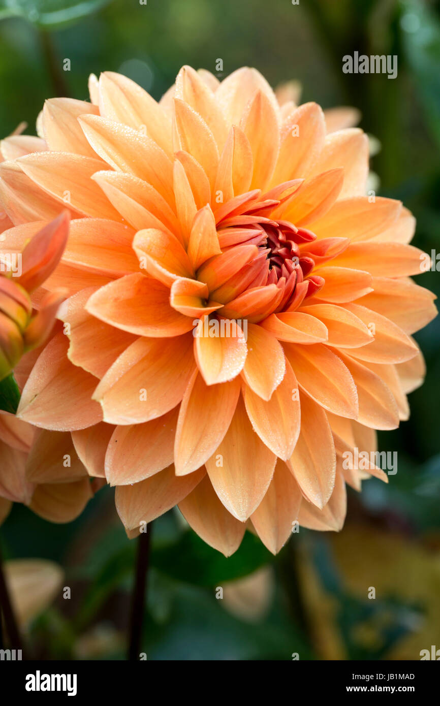 Dahlia 'David Howard' Stock Photo - Alamy