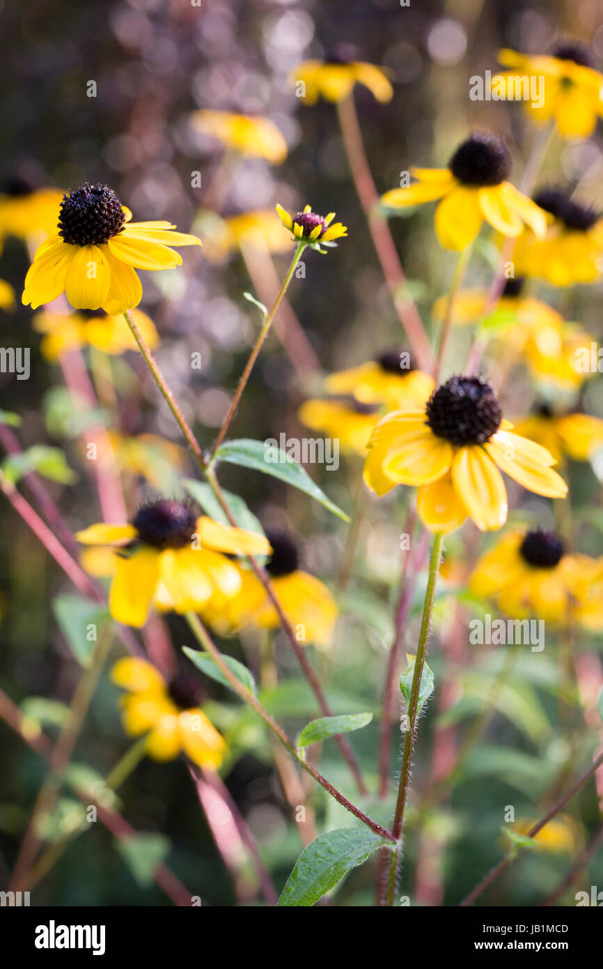 Rudbeckia triloba hi-res stock photography and images - Alamy
