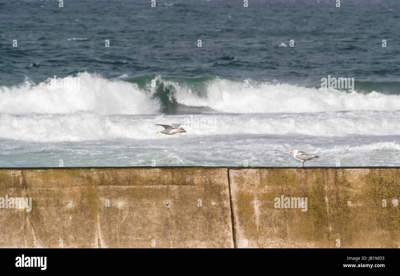 Seahouses harbour, Northumberland Stock Photo - Alamy