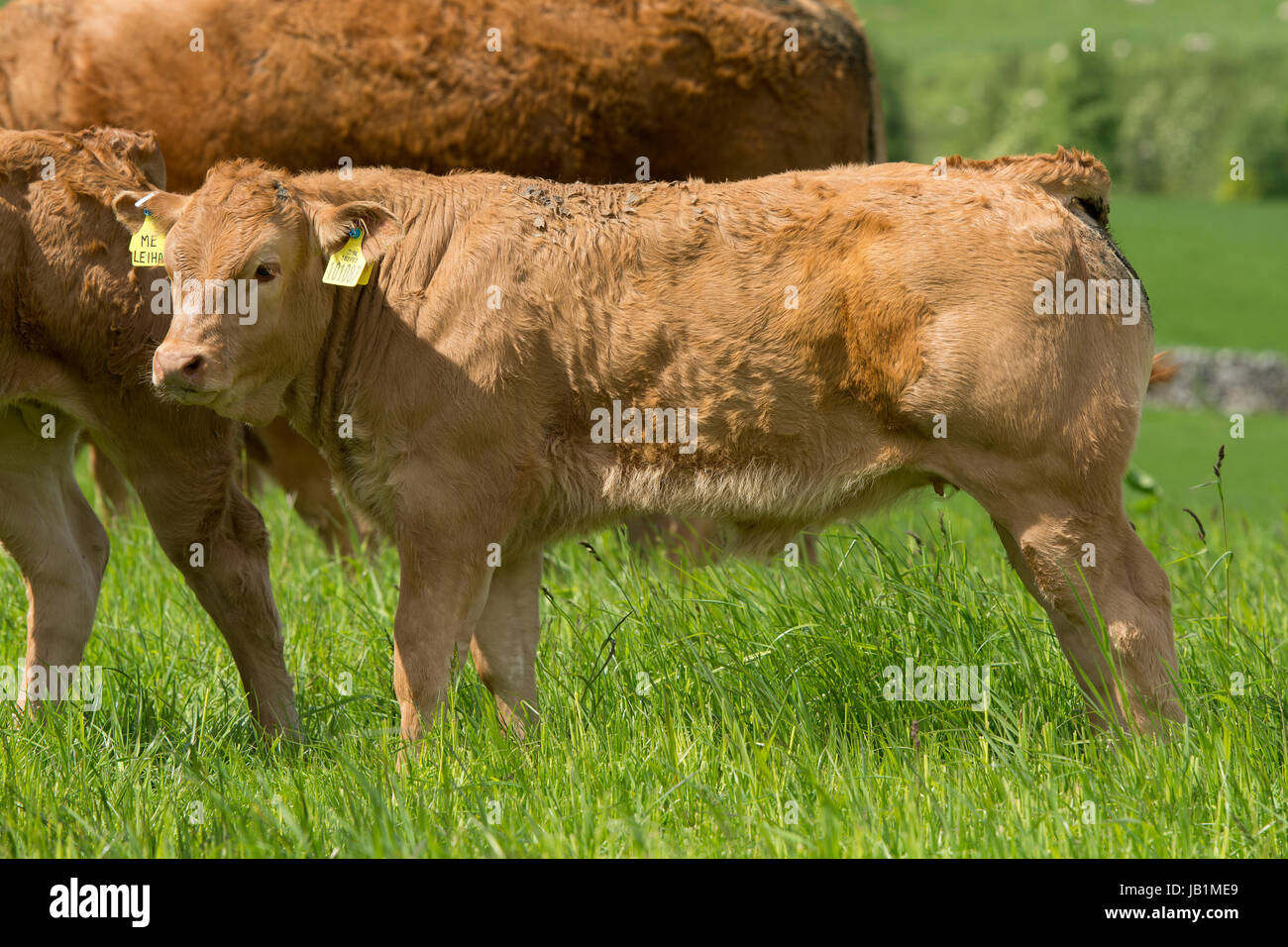 Limousin cows and calves in lush pasture, early summer, Lancashire, UK ...