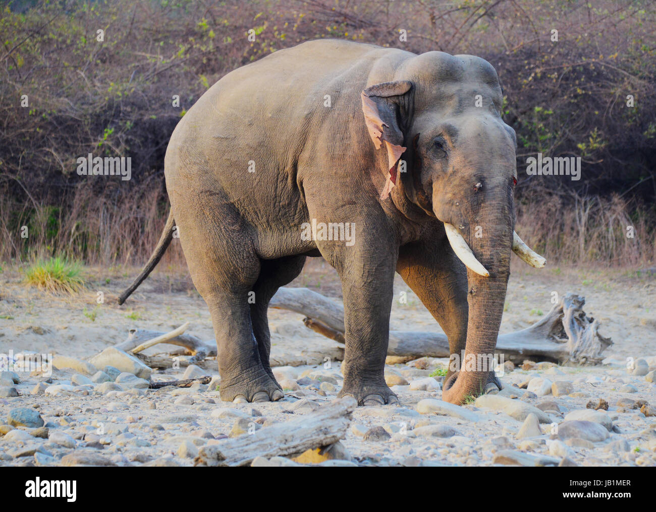 Intelligence indian hi-res stock photography and images - Alamy