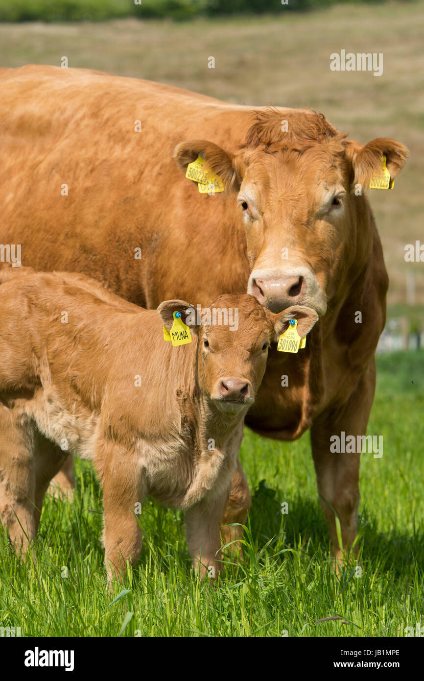 Limousin cows and calves in lush pasture, early summer, Lancashire, UK ...