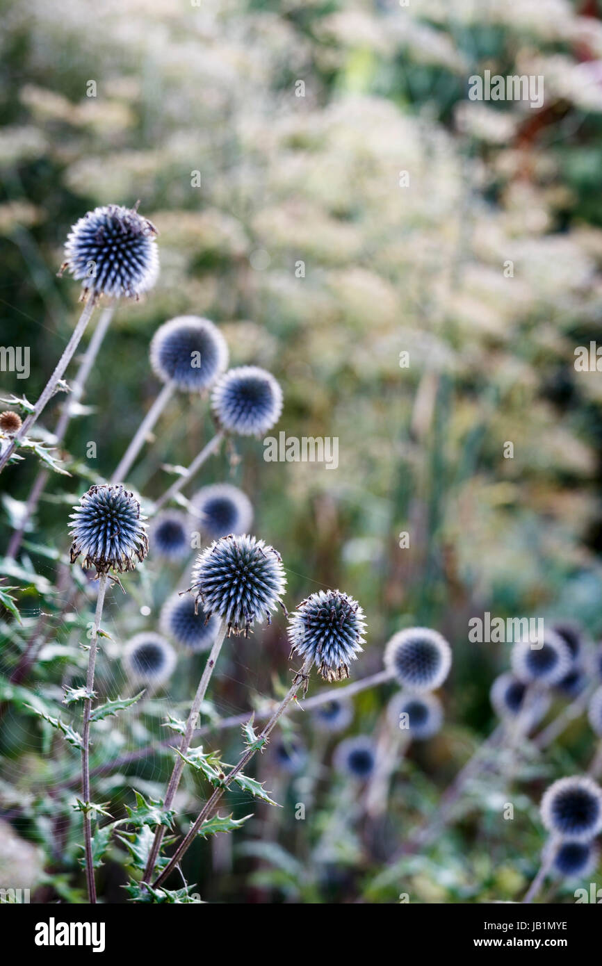 Echinops sphaerocephalus (Globe Thistle Stock Photo - Alamy