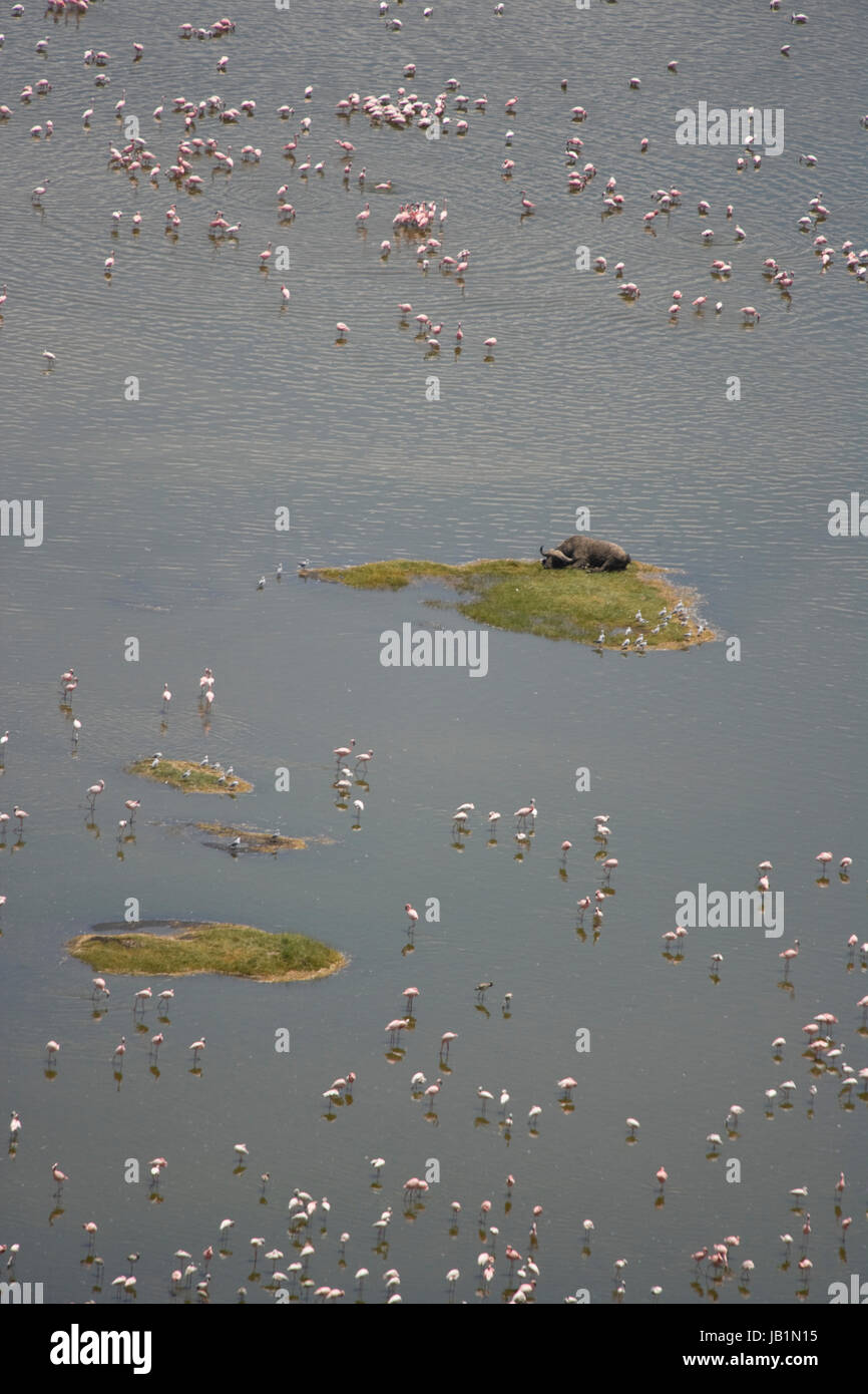 Nakuru lake aerial hi-res stock photography and images - Alamy