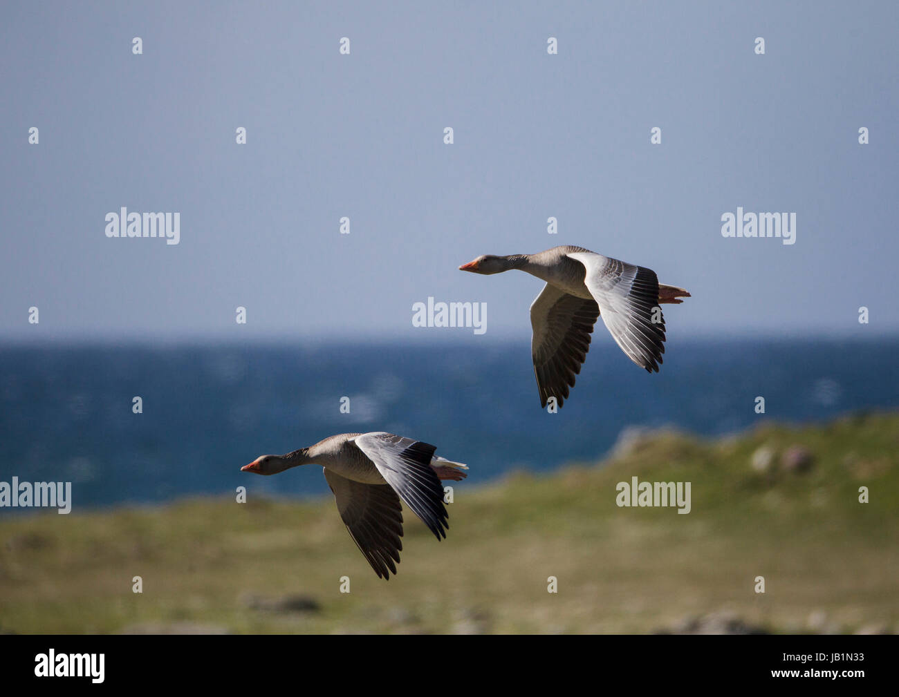 Pair of geese in flight Stock Photo - Alamy