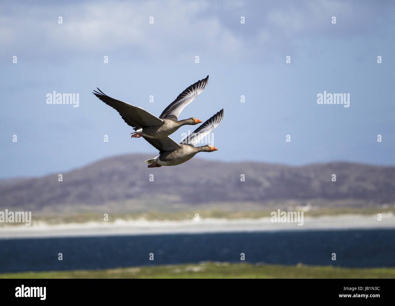Geese symmetry hi-res stock photography and images - Alamy
