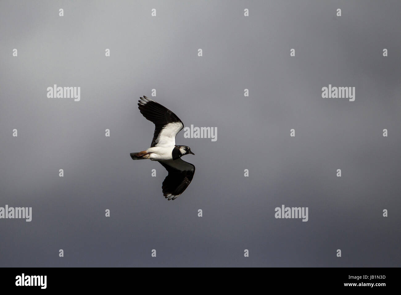 Lapwing in flight against a dark sky Stock Photo - Alamy