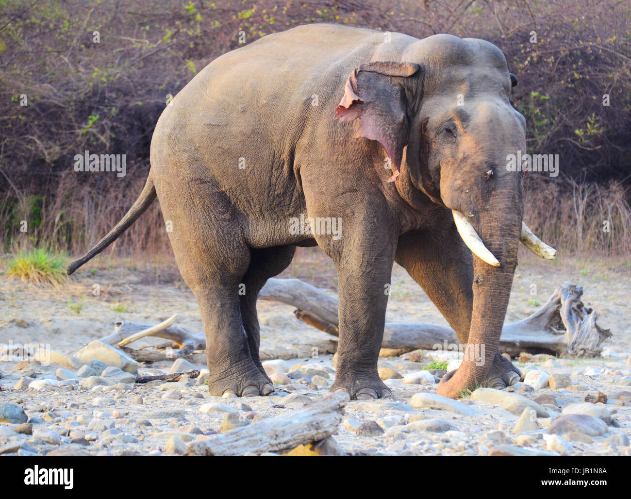 Wild Elephant India Stock Photo - Alamy
