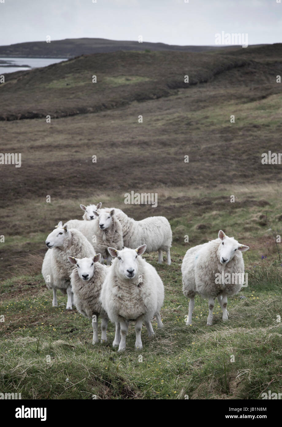 Weaving wool scotland hi-res stock photography and images - Alamy