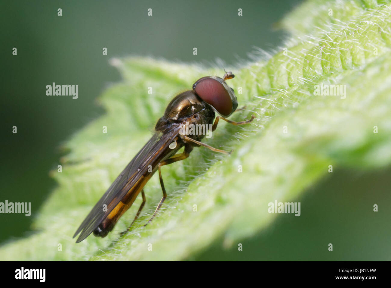 Insect insecta hi-res stock photography and images - Alamy