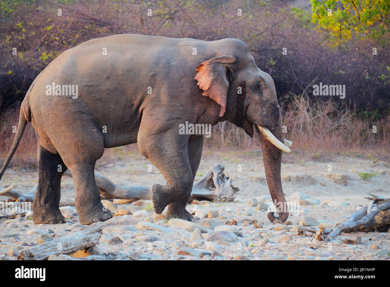 Wild Elephant India Stock Photo - Alamy