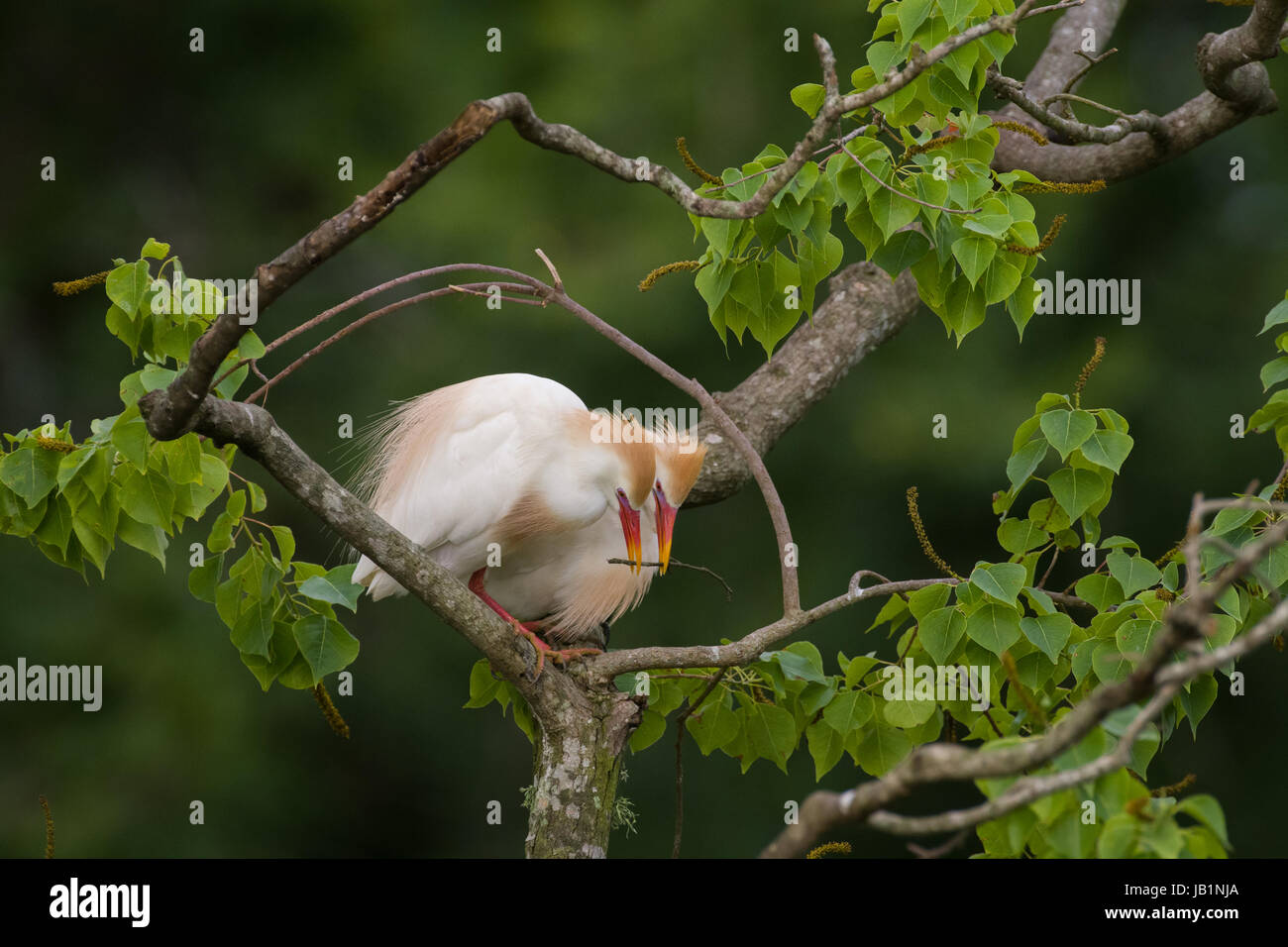 Cattle Egret Couple Building the Nest Stock Photo - Alamy