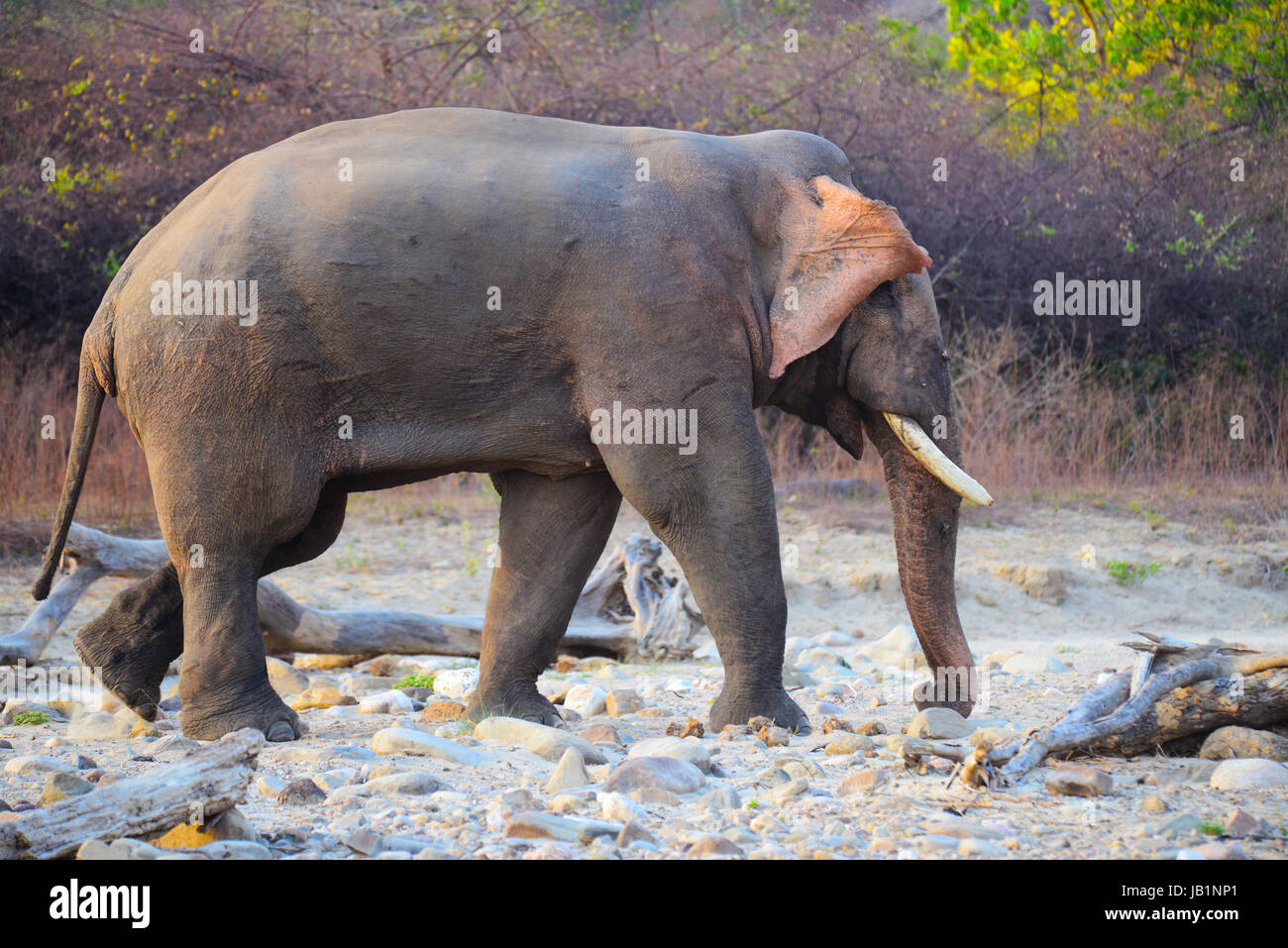 Wild Elephant India Stock Photo - Alamy