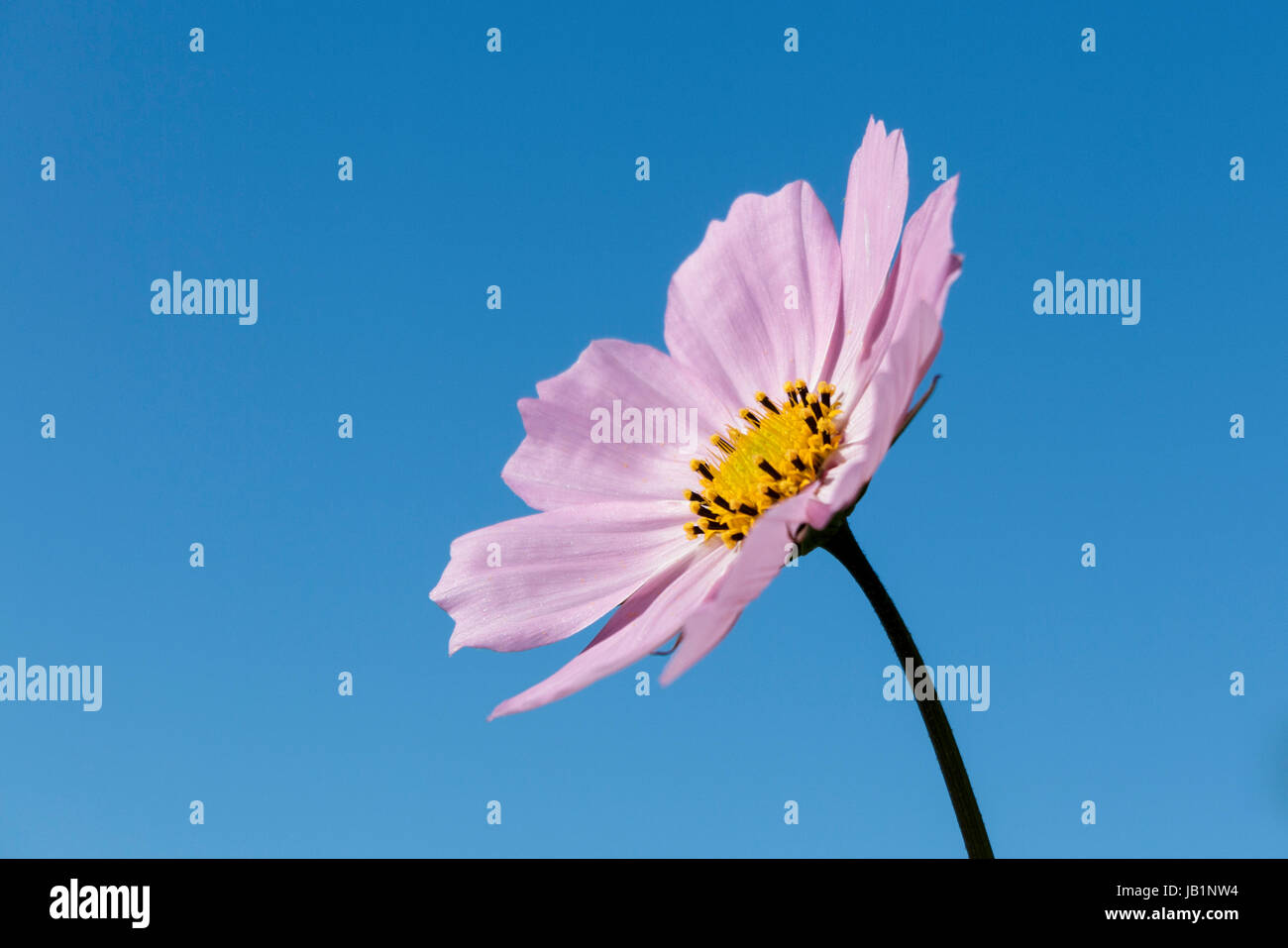 Cosmos 'Sensation', pink Cosmos Daisy and blue sky Stock Photo - Alamy
