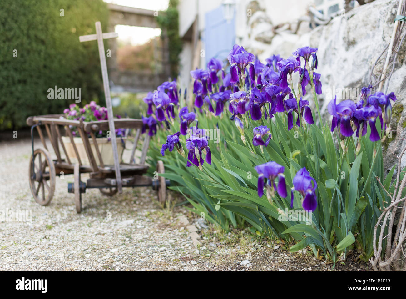 Group of irises, iris flower bulbs blooming in a border of a garden ...