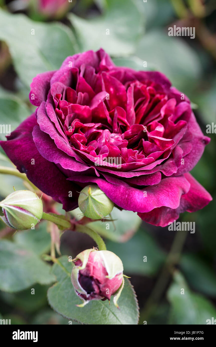 Munstead wood hi-res stock photography and images - Alamy