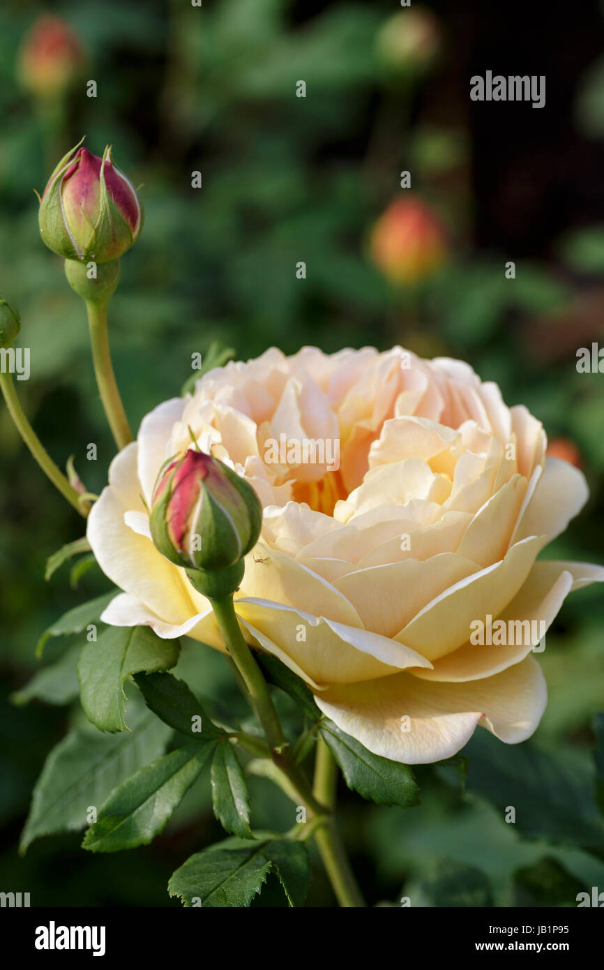 Golden celebration rose hi-res stock photography and images - Alamy
