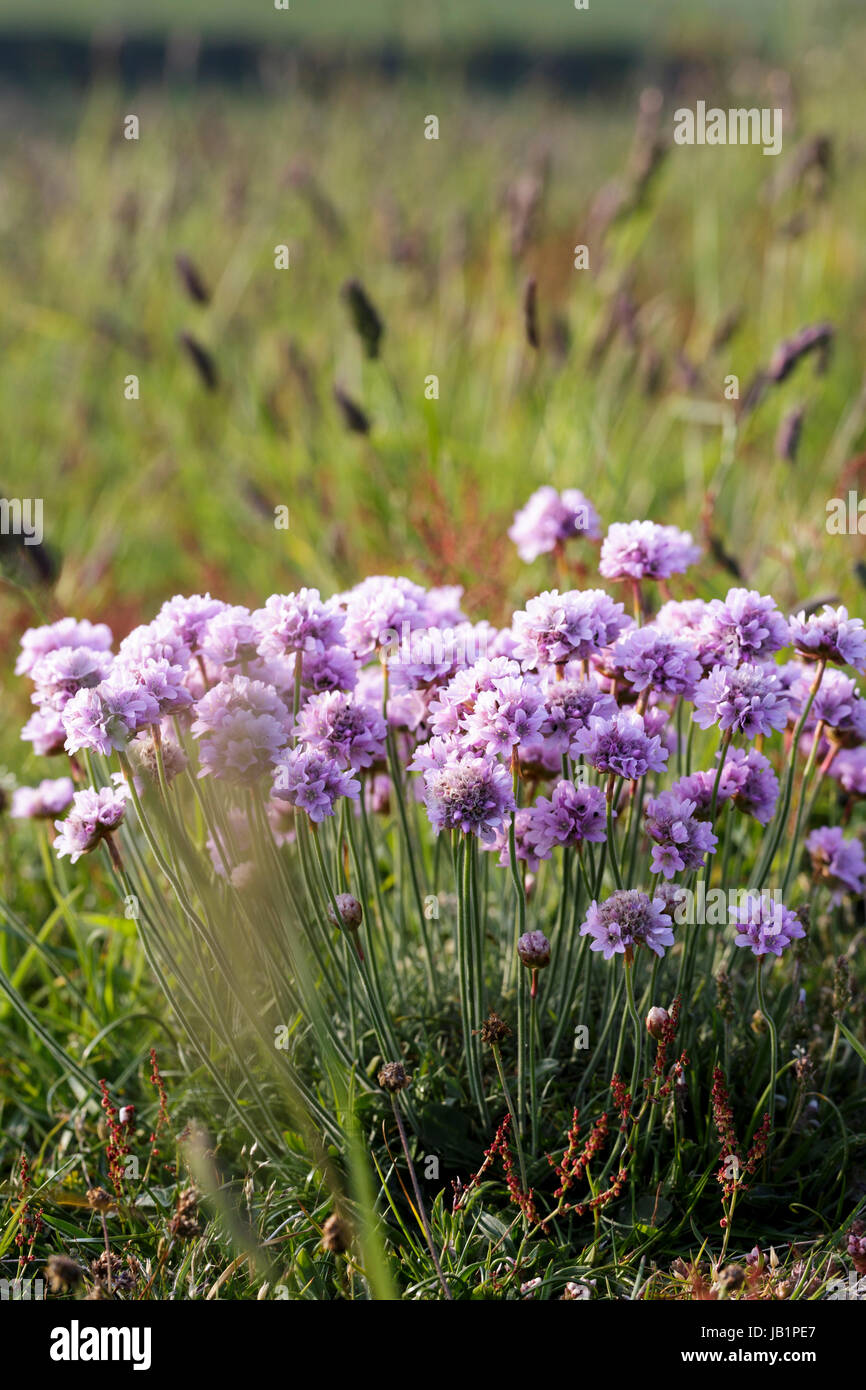 Sea pink hi-res stock photography and images - Alamy