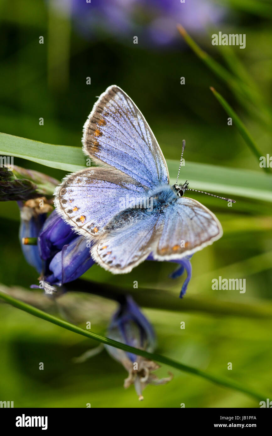 The common blue butterfly, Polyommatus icarus Stock Photo - Alamy