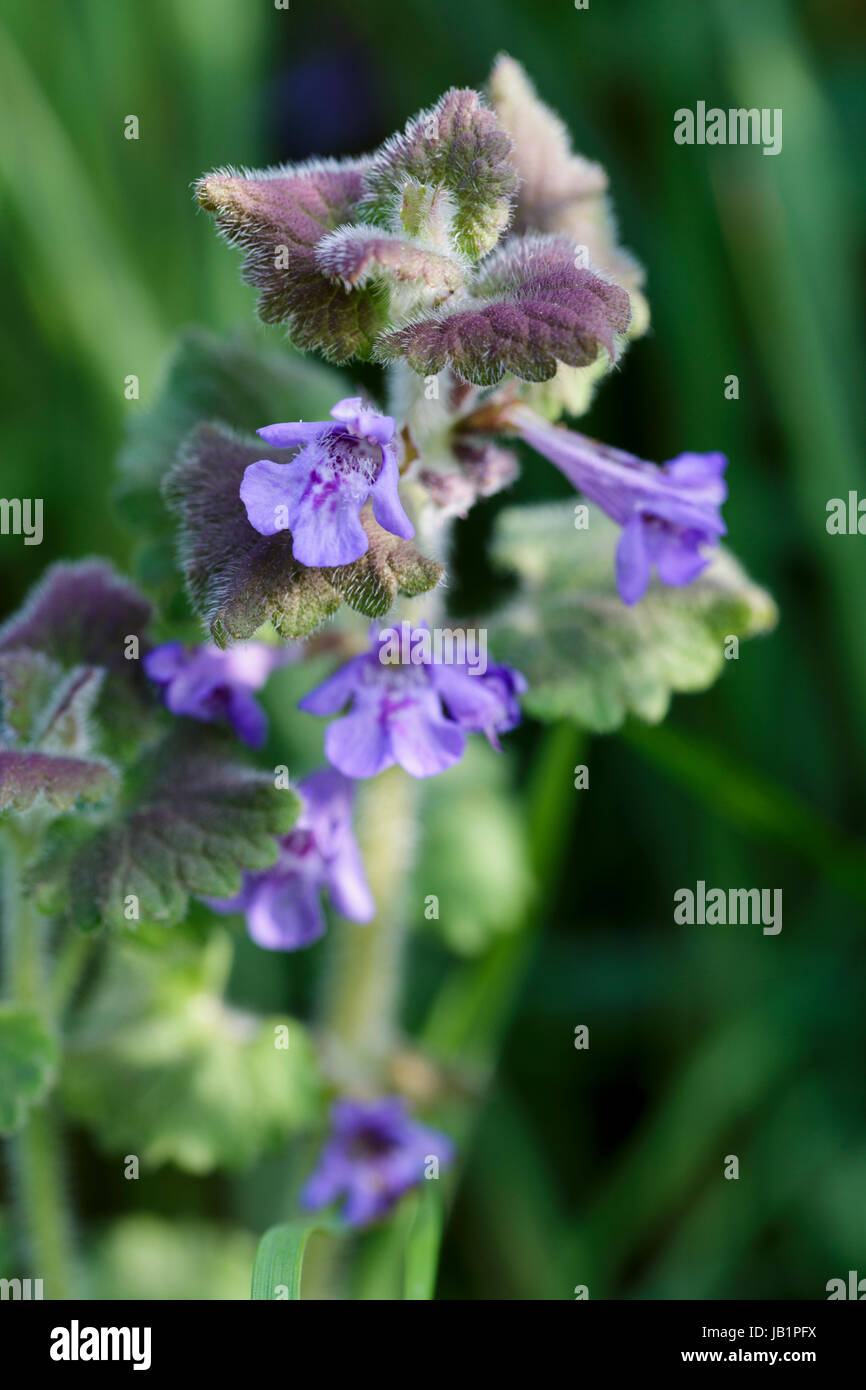 Black horehound hi-res stock photography and images - Alamy