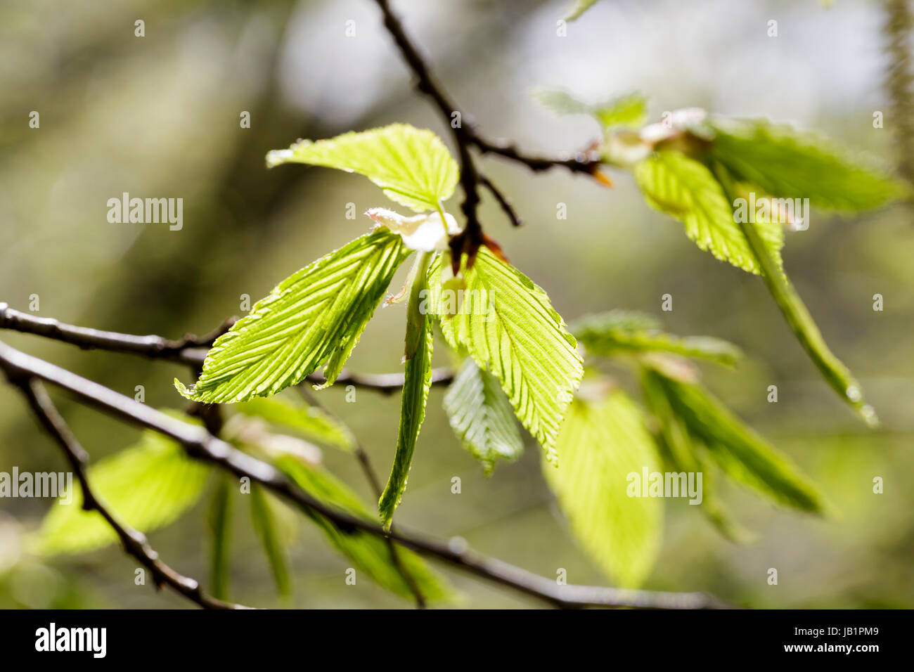 Carpinus betulus, Common Hornbeam Stock Photo - Alamy