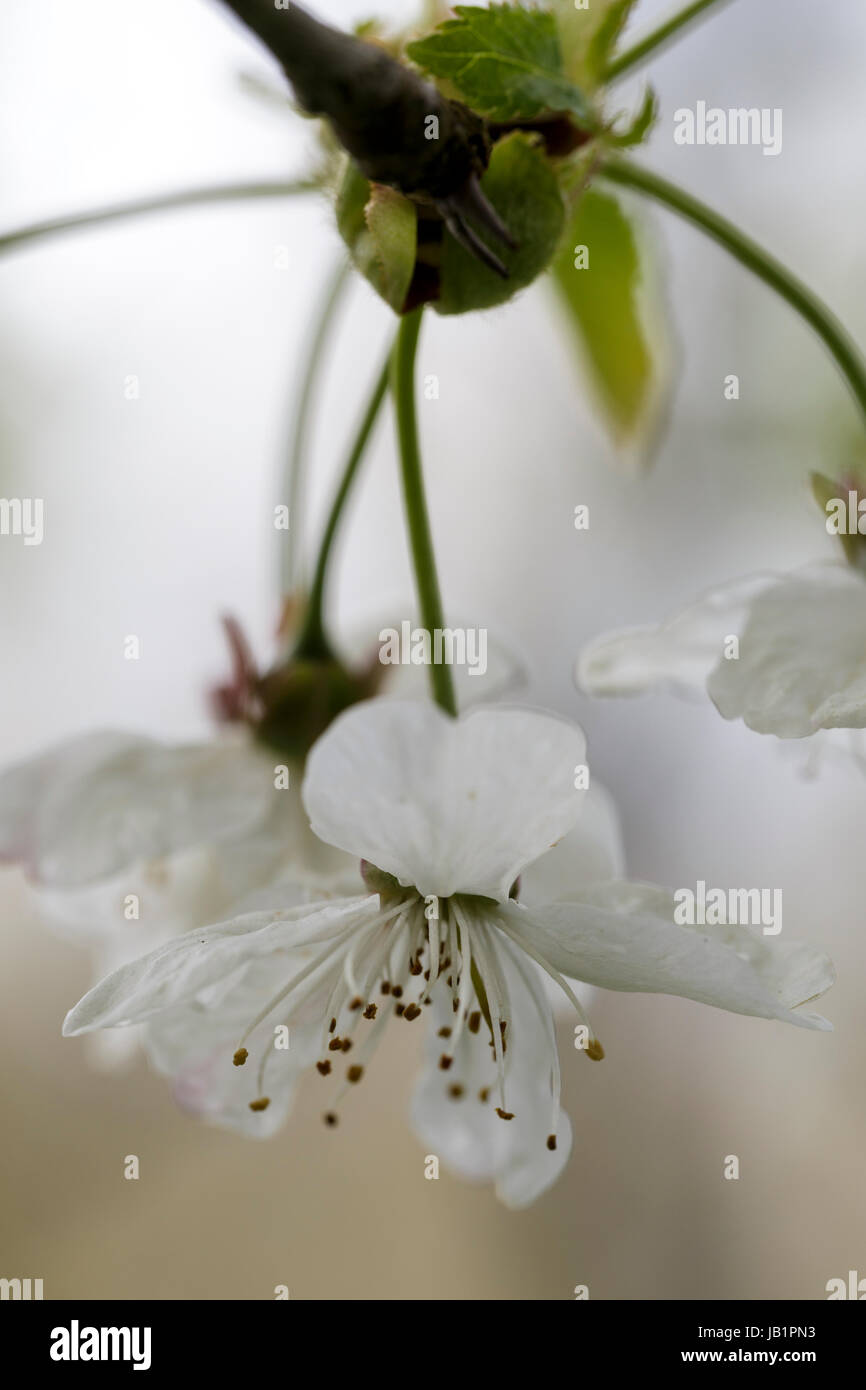 Prunus avium, Wild Cherry Stock Photo - Alamy