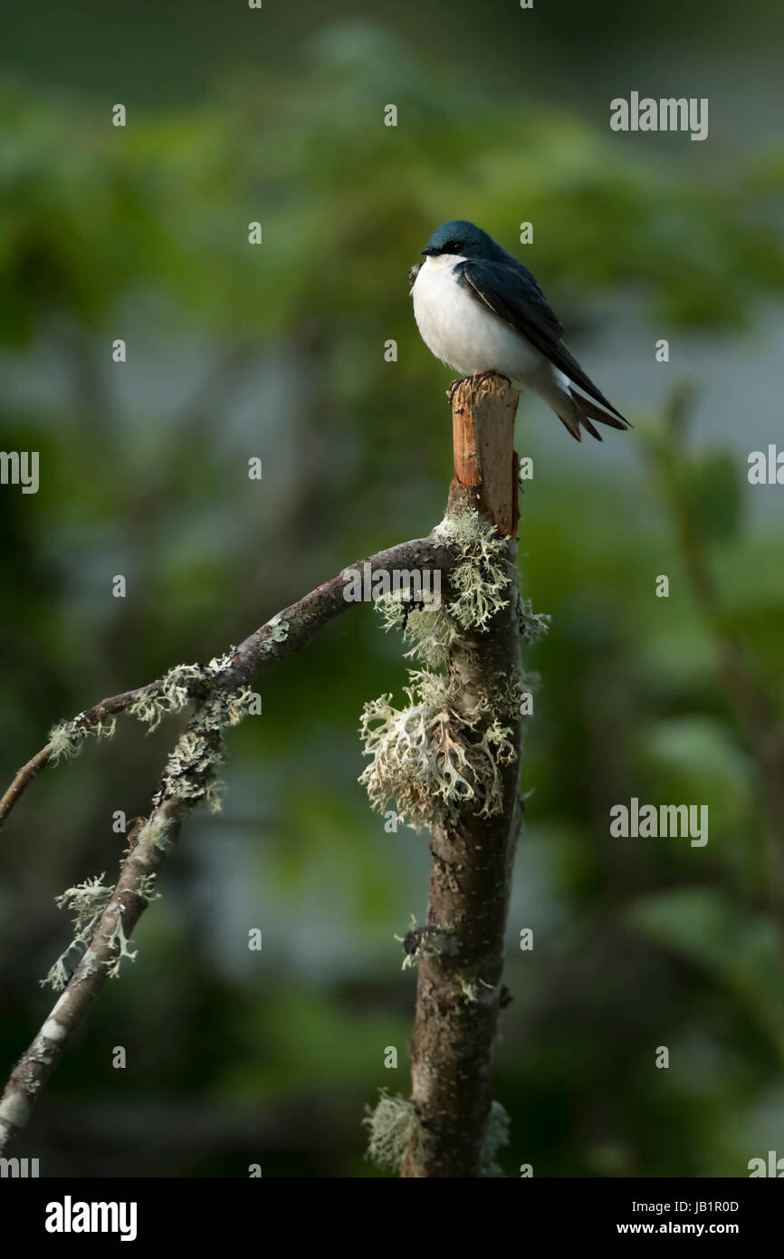 Iridescent blue green upperparts hi-res stock photography and images ...