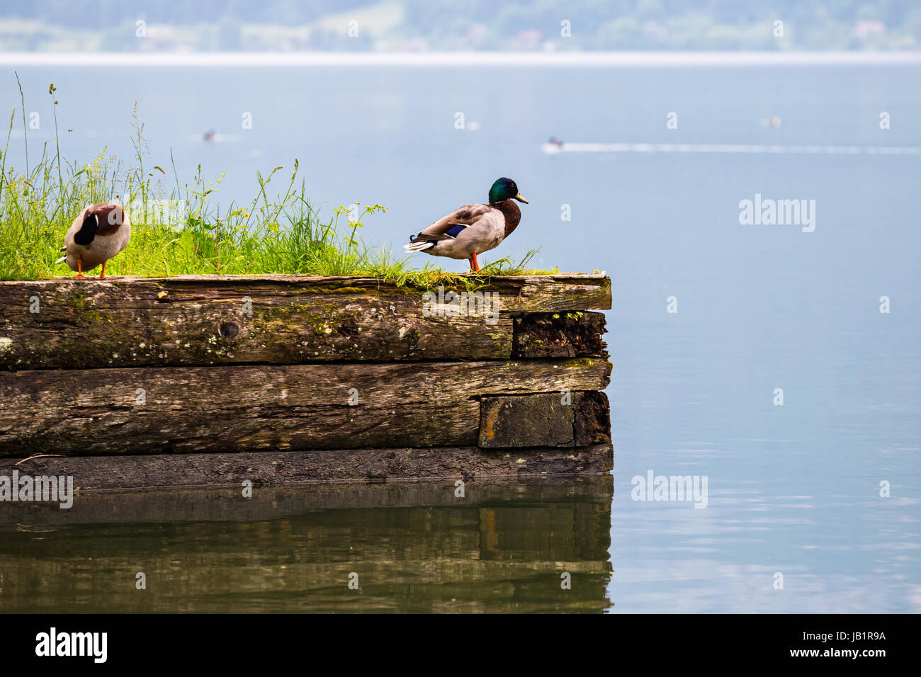 Wild ducks on Hallstatt lake in Austria Stock Photo - Alamy