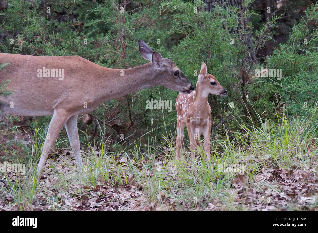 Newborn whitetail deer fawn hi-res stock photography and images - Alamy