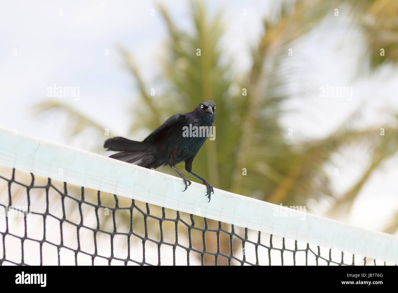 Cuban blackbird in Cayo coco, Cuba Stock Photo - Alamy