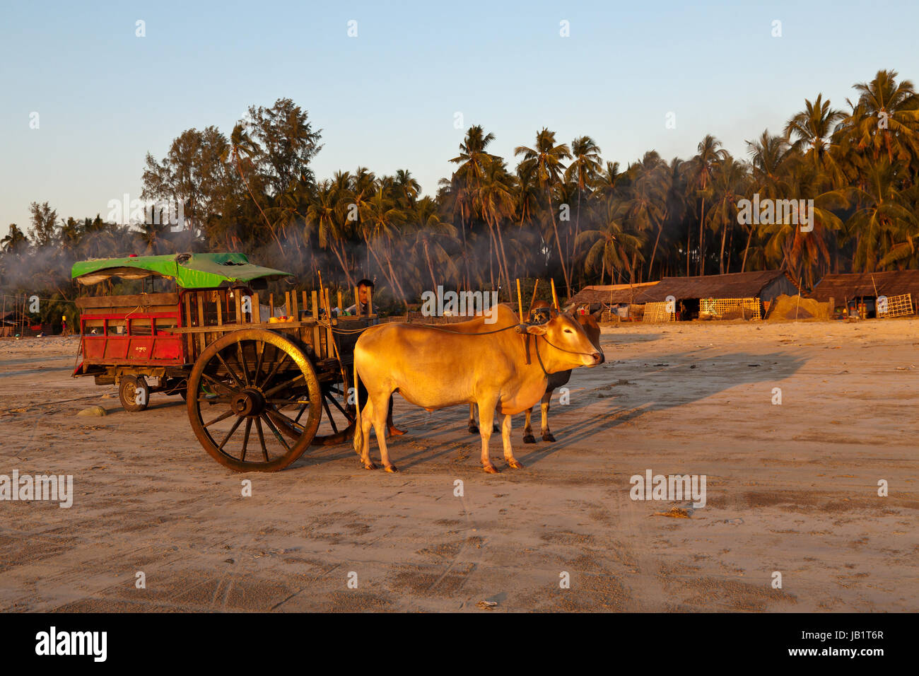 Ox oxen transportation High Resolution Stock Photography and Images - Alamy