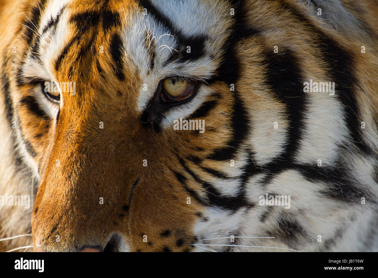 Staring eyes of a Siberian tiger, Hengdaohezi tiger conservation park ...
