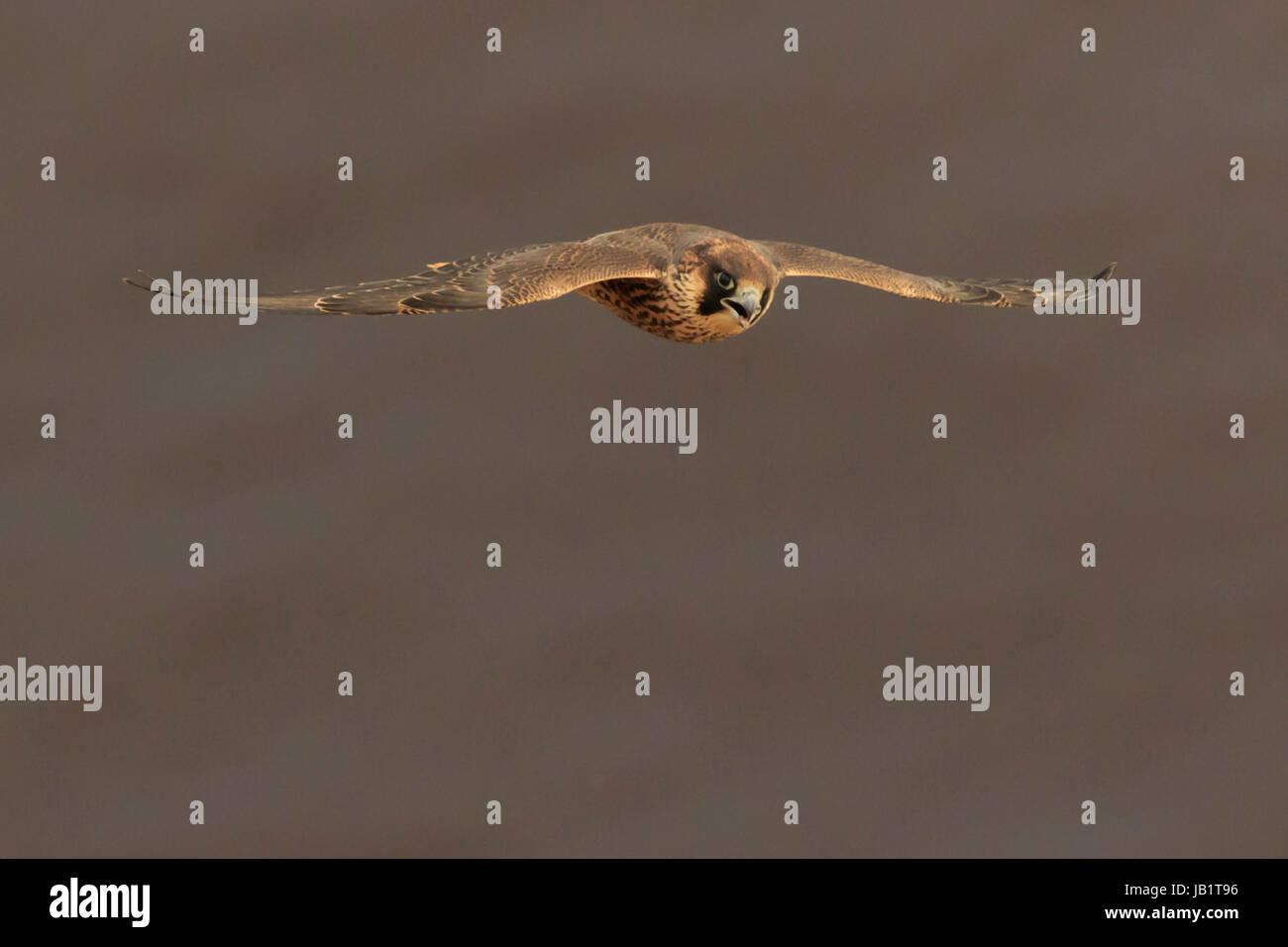 Juvenile Peregrine falcon (Falco peregrinus) flying over the sea Stock ...