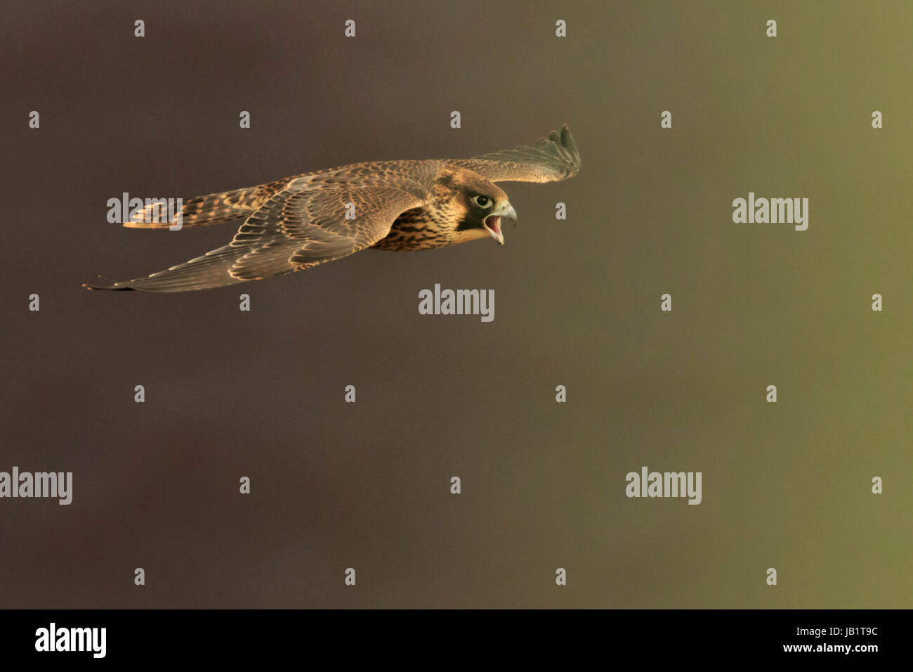 Juvenile Peregrine falcon (Falco peregrinus) flying over the sea Stock ...